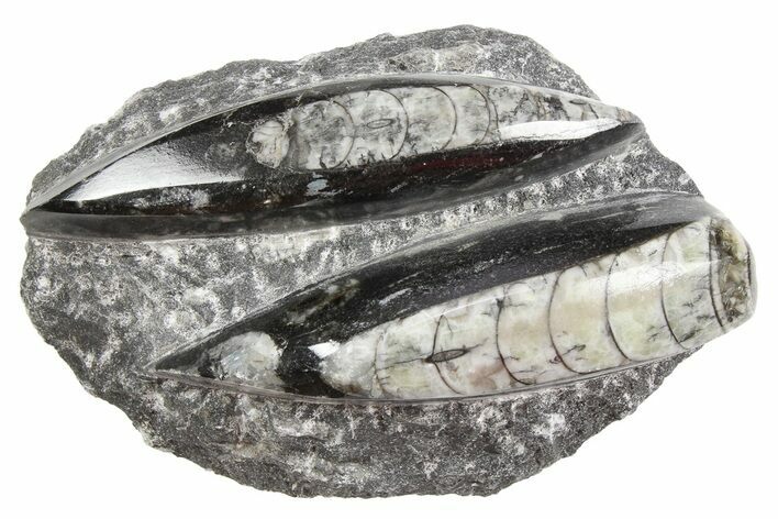 5" Polished Fossil Orthoceras Plate - Morocco (#254492) For Sale - FossilEra.com